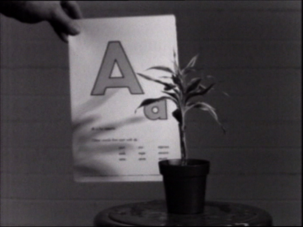 Teaching a Plant the Alphabet | ZKM